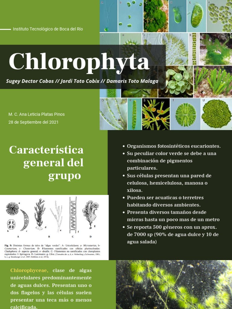 Clorofitas Presentación | PDF | Algas | Organismos