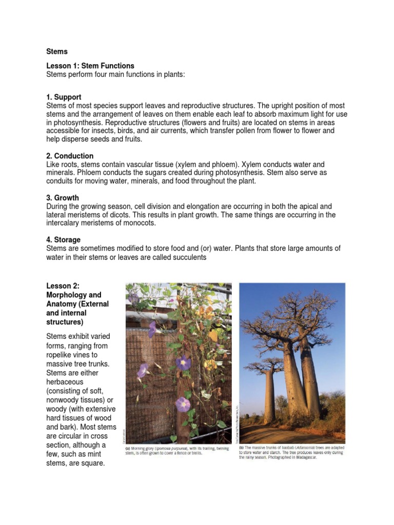 Stems Lesson 1: Stem Functions | PDF | Plant Stem | Tissue (Biology)
