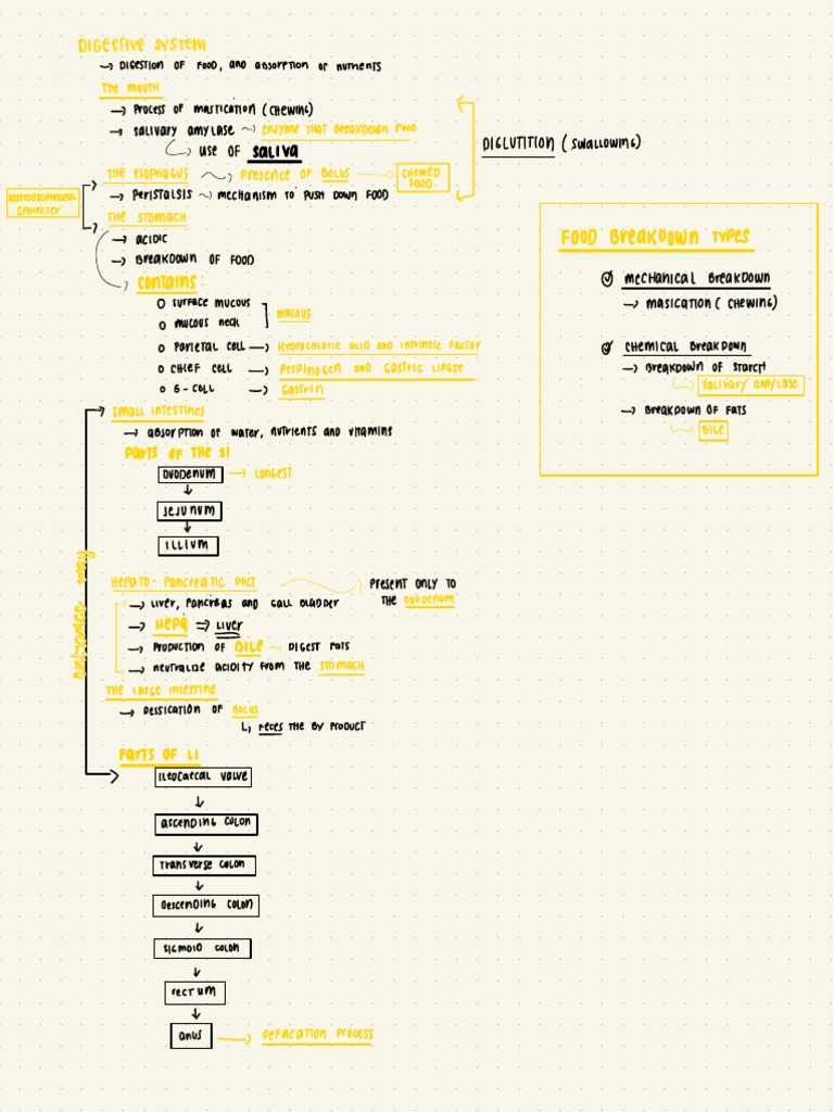 Digestive System Notes | PDF | Digestion | Human Digestive System