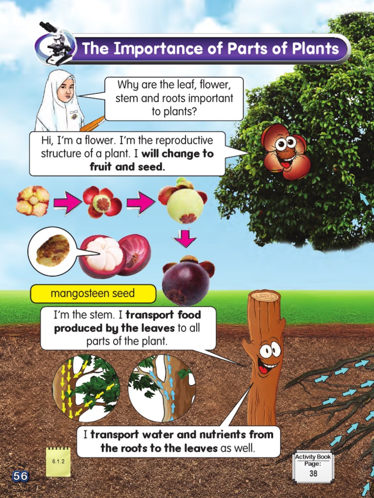 The Importance of Parts of Plants: Why Are The Leaf, Flower, Stem and ...