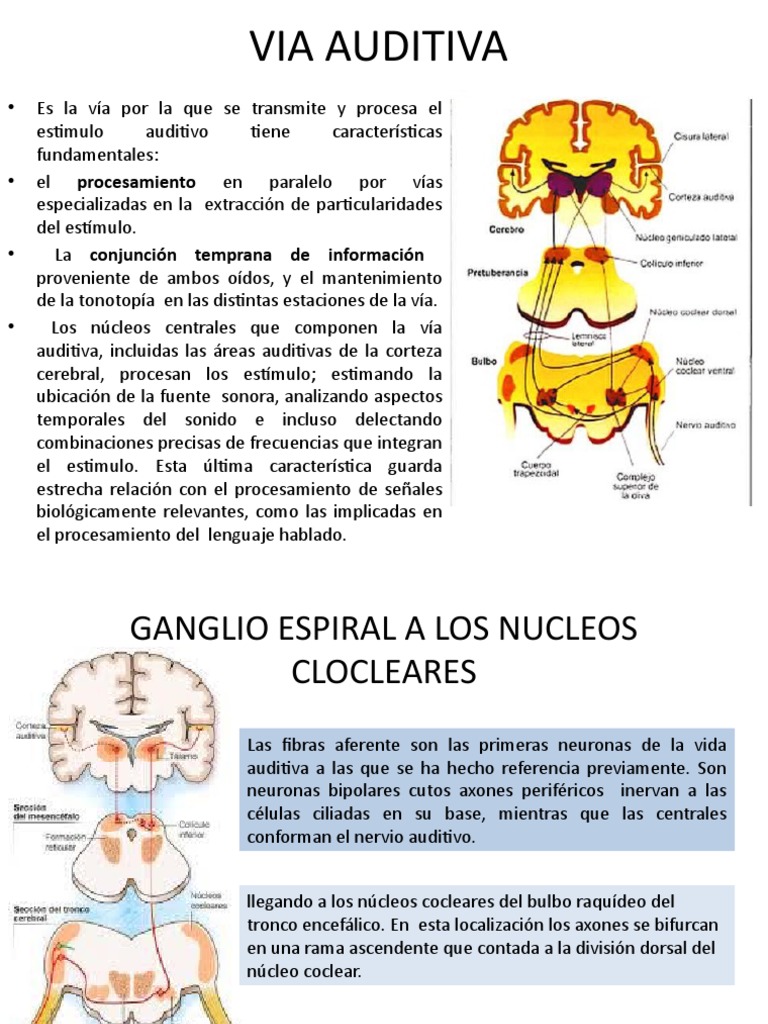 Via Auditiva | PDF | Corteza cerebral | Lóbulo temporal