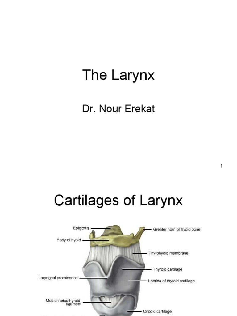 Larynx Anatomy: Cartilages & Innervation | PDF | Science & Mathematics