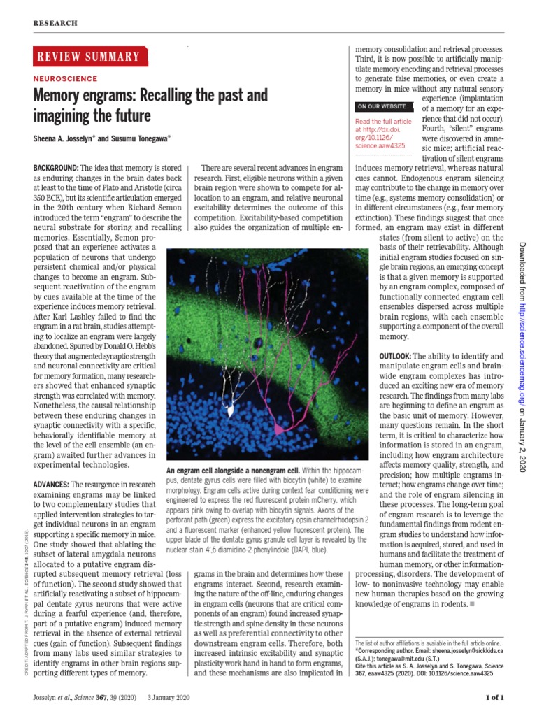 Memory Engrams-Recalling The Past and Imagining The Future | PDF ...
