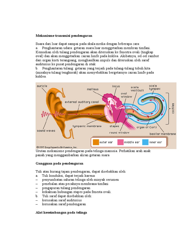 Mekanisme Transmisi Pendengaran | PDF