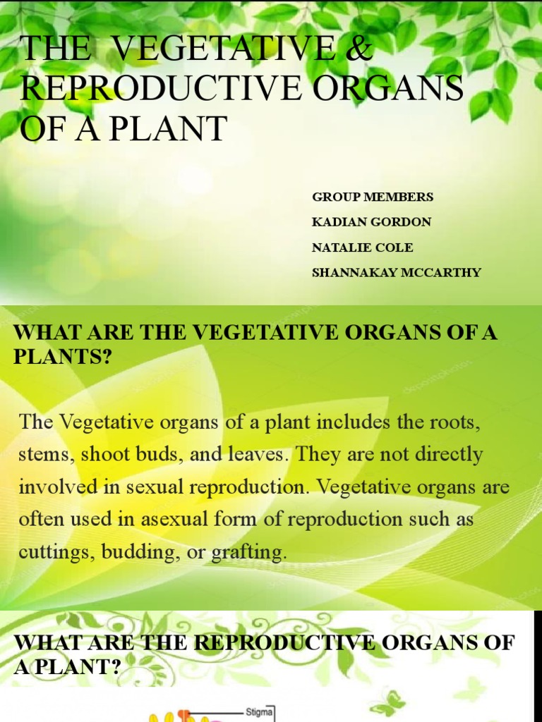 The Vegetative and Reproductive Parts of A Plant | PDF