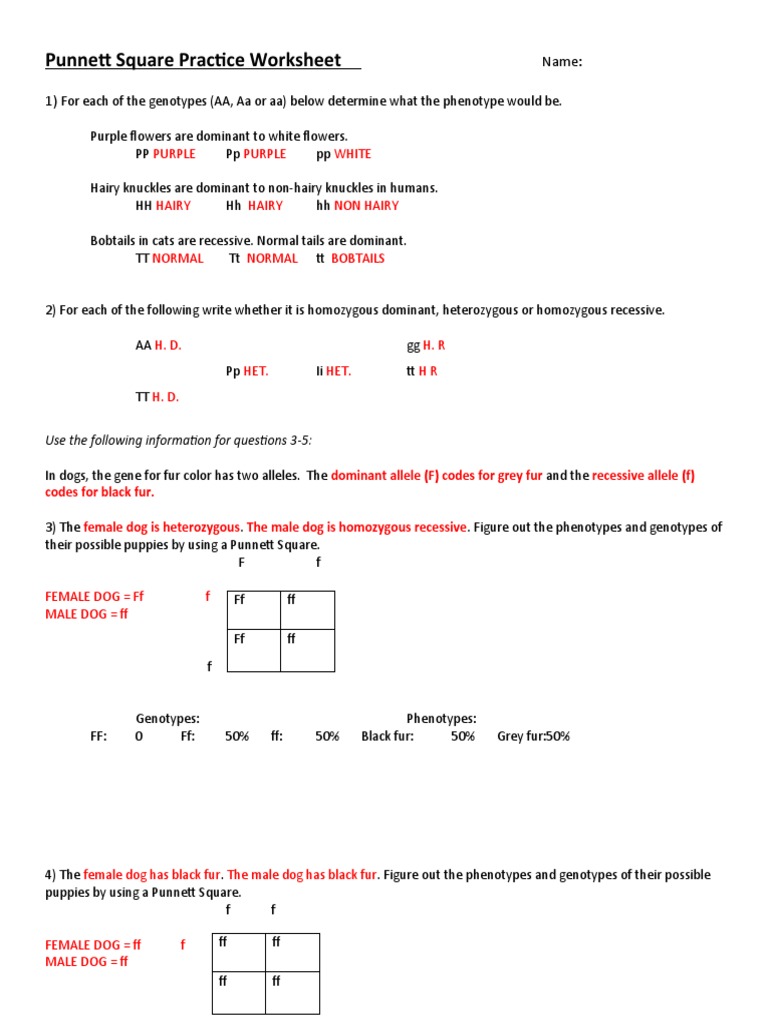 Punnett-Square-worksheet STD 10 Answer Key | PDF | Genotype | Dominance ...