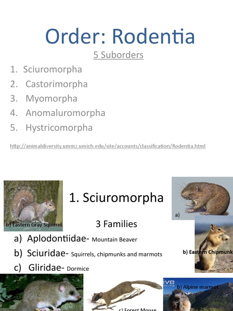 Order: Rodentia: 5 Suborders 1. Sciuromorpha 2. Castorimorpha 3 ...