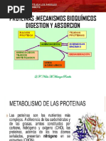Zimogenos o Proenzimas | PDF