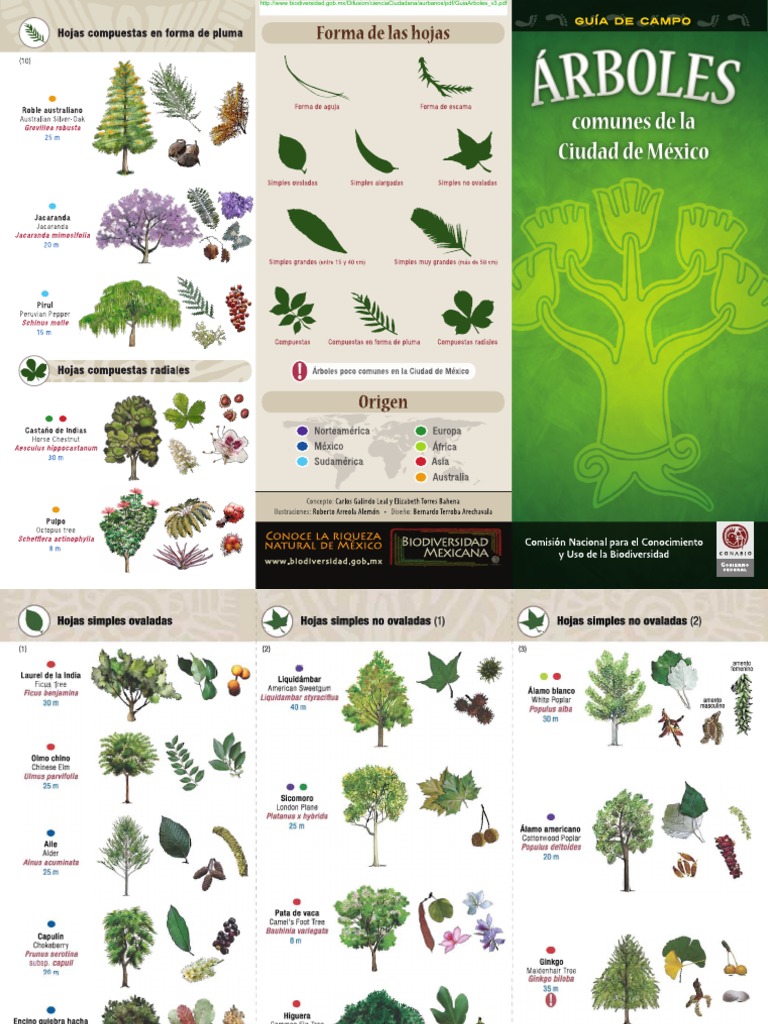 Guia de Arboles CDMX | PDF | Plantas | Horticultura y jardinería