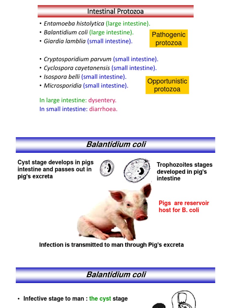 Intestinal Protozoa | PDF | Digestive System | Immunology