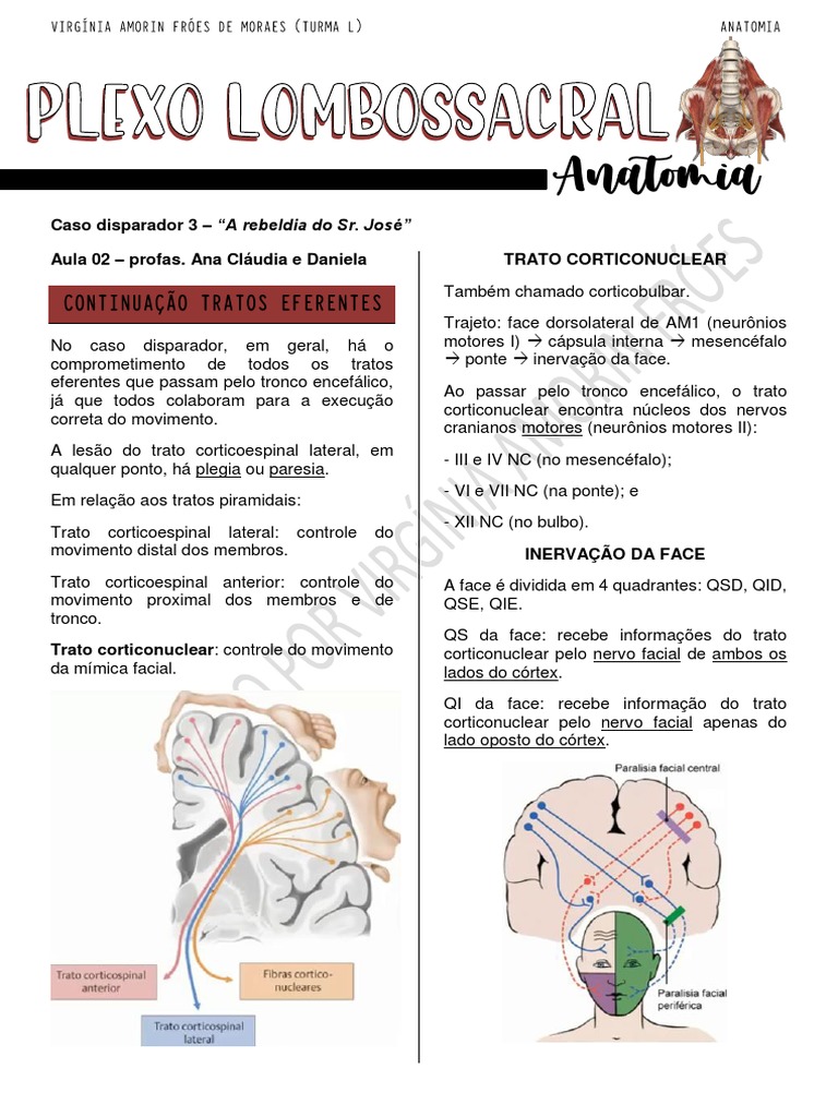 Anatomia dos Tratos Eferentes e Nervos | PDF | Nervo | Cabeça e pescoço ...