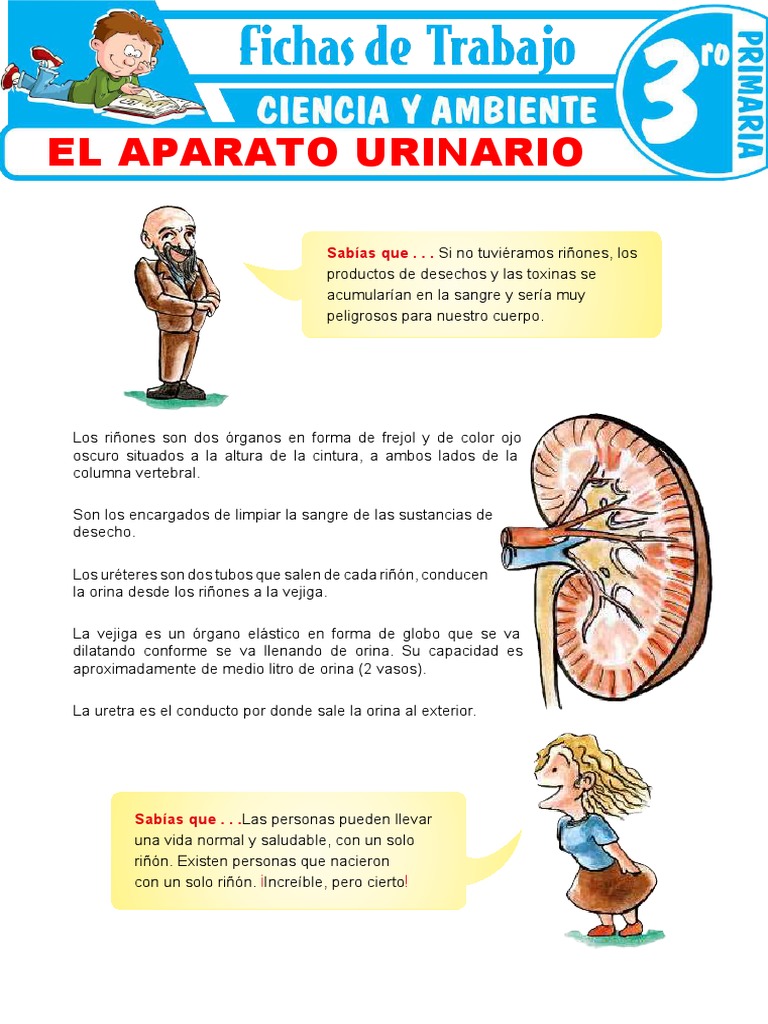 El Aparato Urinario para Tercer Grado de Primaria | PDF | Sistema urinario | Riñón