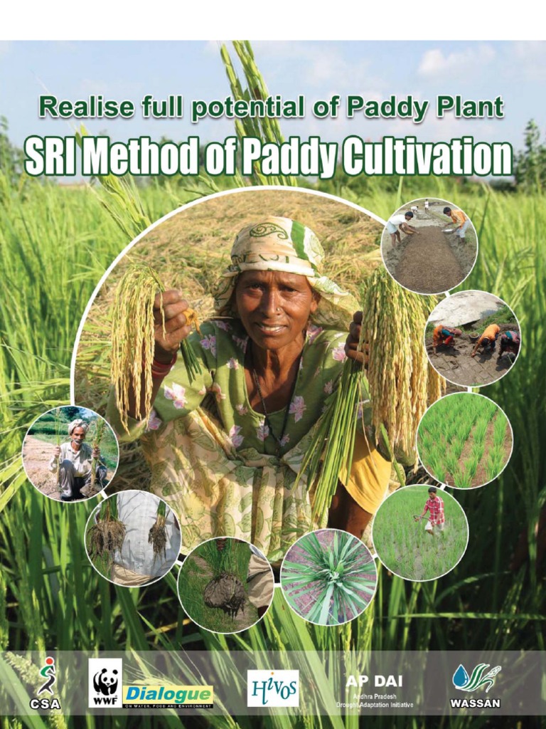 Sri Method Paddy Cultivation | PDF | Business