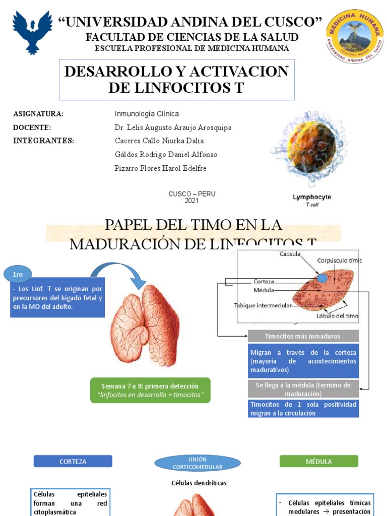 Expo Activacion Linf T | PDF | Célula T | Linfocitos