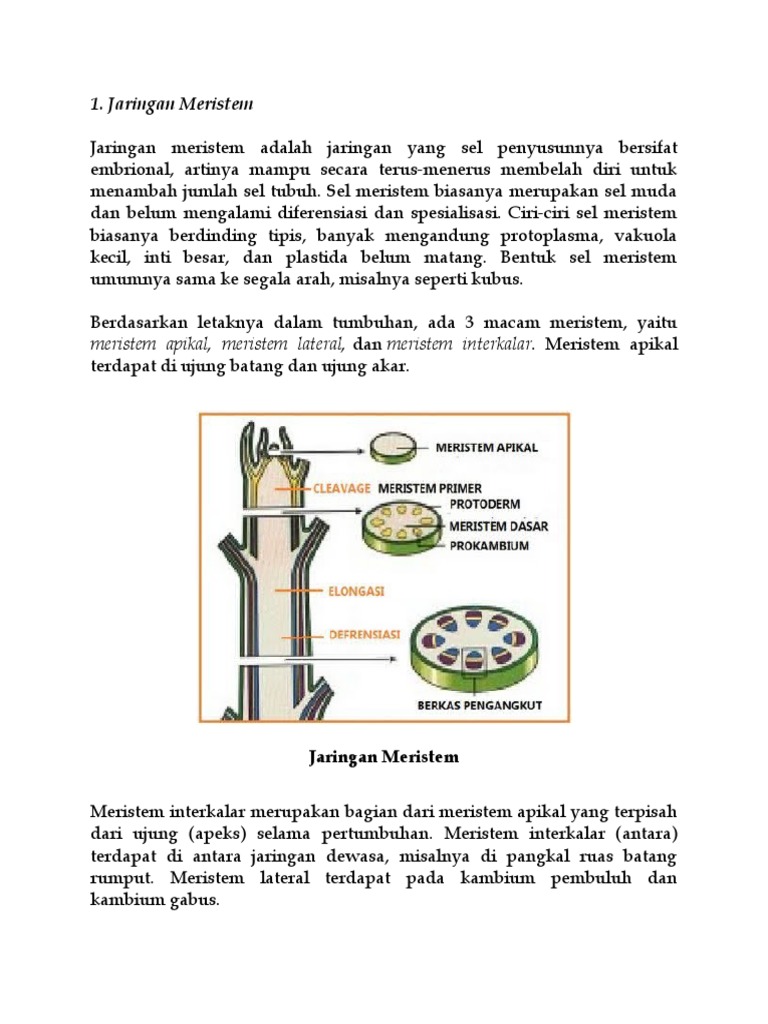 Jaringan Meristem: Meristem Apikal, Meristem Lateral, Dan Meristem ...