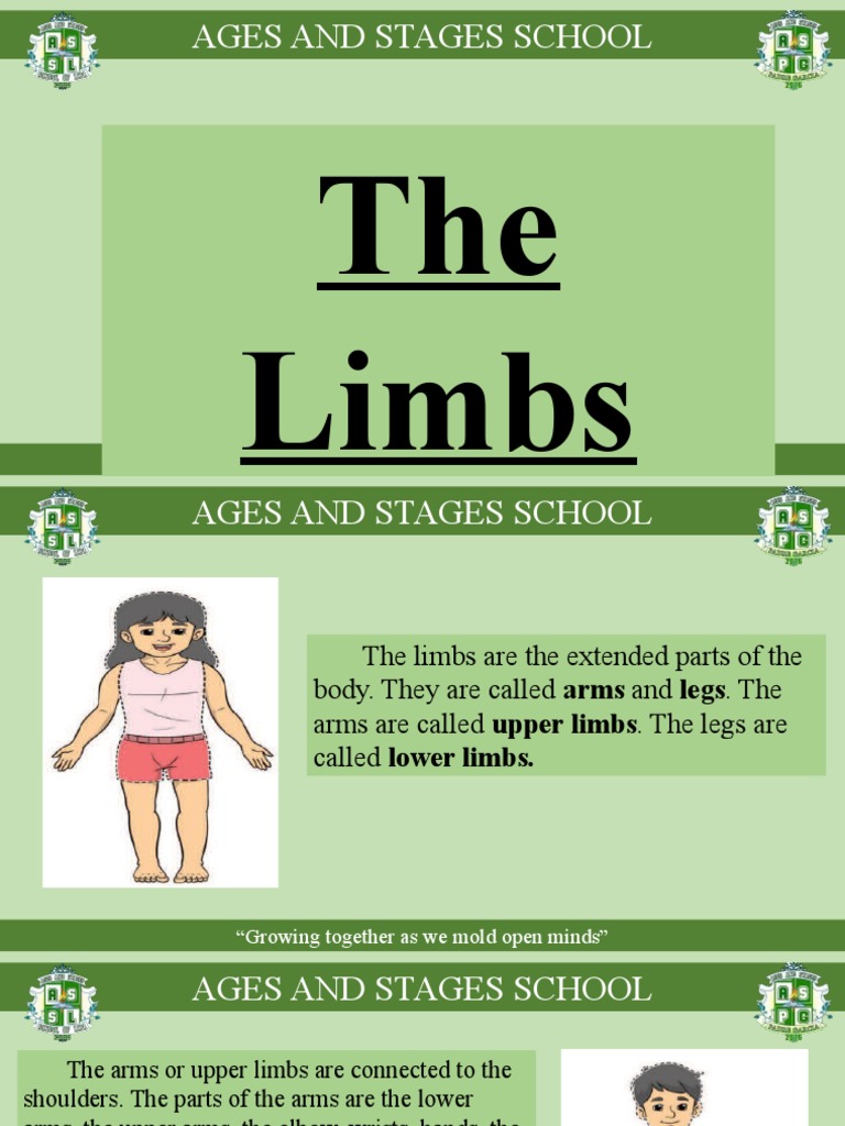 Understanding Human Limbs for Kids | PDF