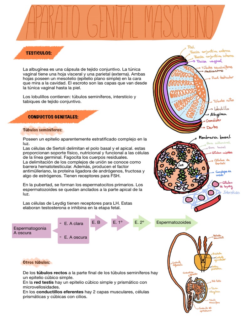 Anatomía Testicular y Genital Masculina | PDF | Epitelio | Sistema ...