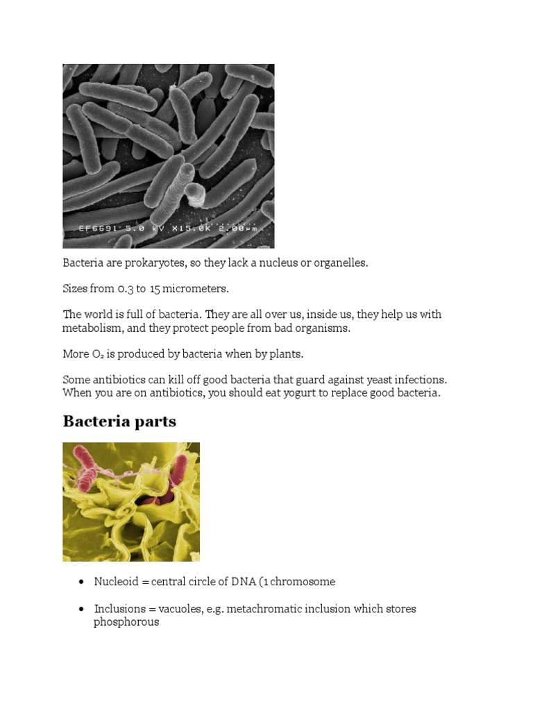 Bacteria Notes | PDF | Bacteria | Cell (Biology)