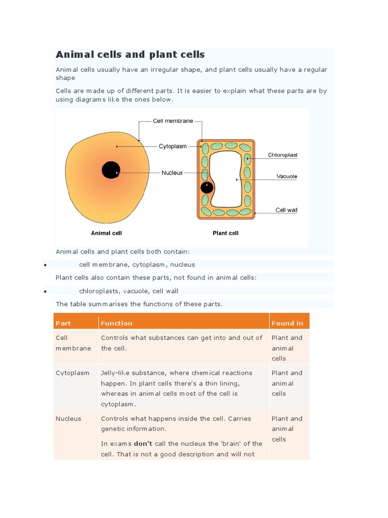 Plant vs Animal Cell Comparison | PDF