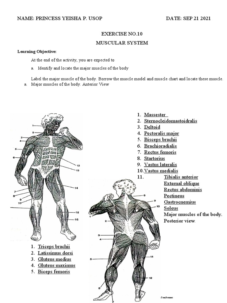 Learning Objective:: Scanned | PDF | Anatomy | Musculoskeletal System