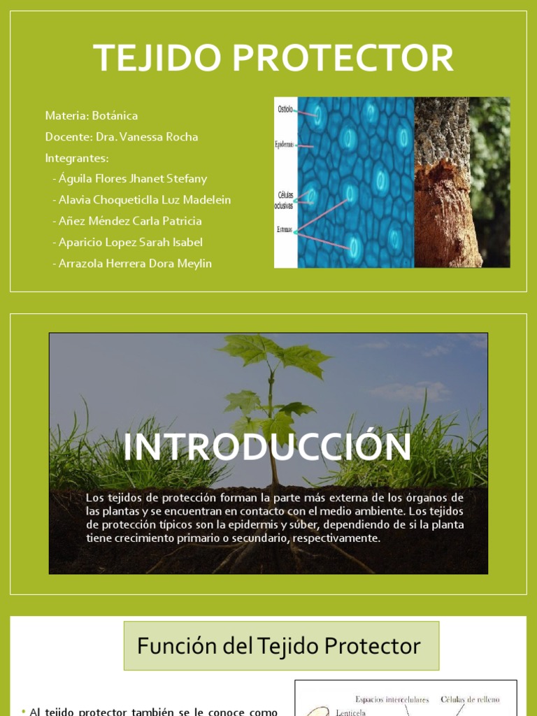 Tejido Protector | PDF | Estoma | Tallo de la planta