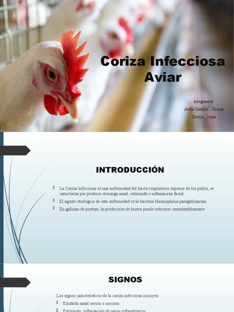 Coriza Infecciosa Aviar Expo | PDF | Biología | Medicina