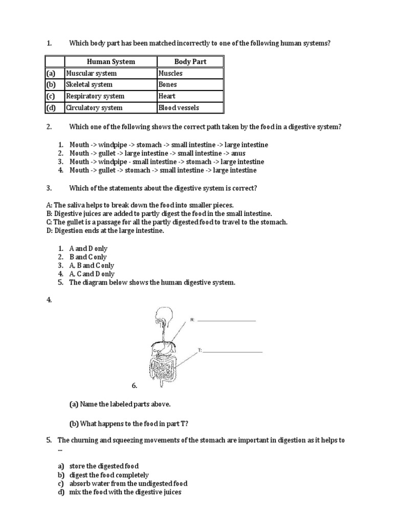 Human Digestive System Quiz Questions | PDF | Digestion | Human ...