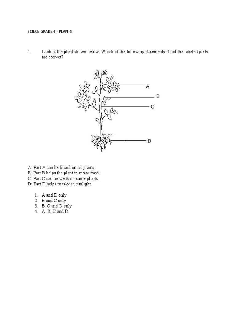 P4 SCIENCE - Plants | Download Free PDF | Plants | Seed