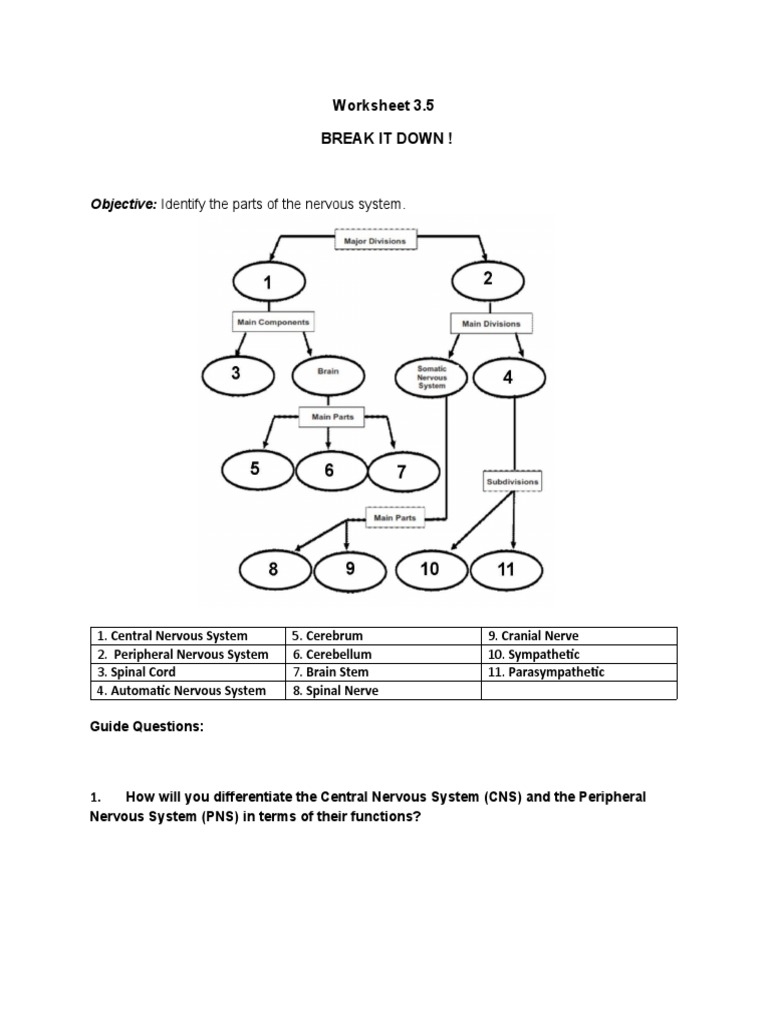Worksheet 3.5 Break It Down !: Objective: Identify The Parts of The Nervous System | PDF