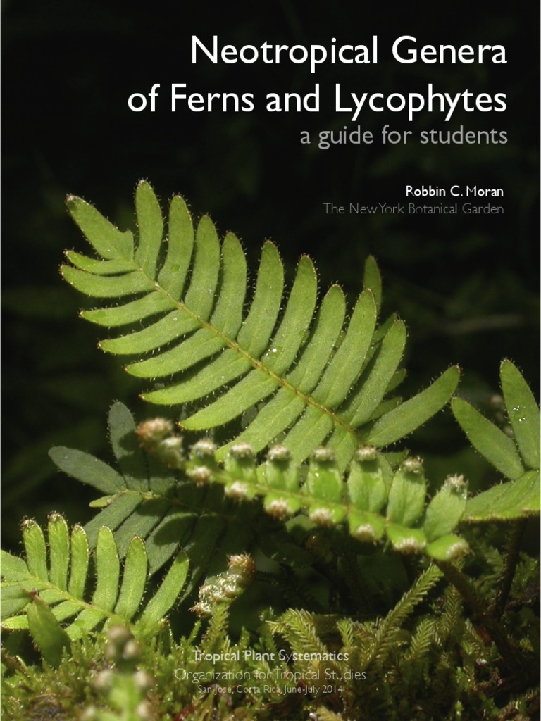 A Guide Ot Ferns and Lycopods | PDF | Fern | Plants