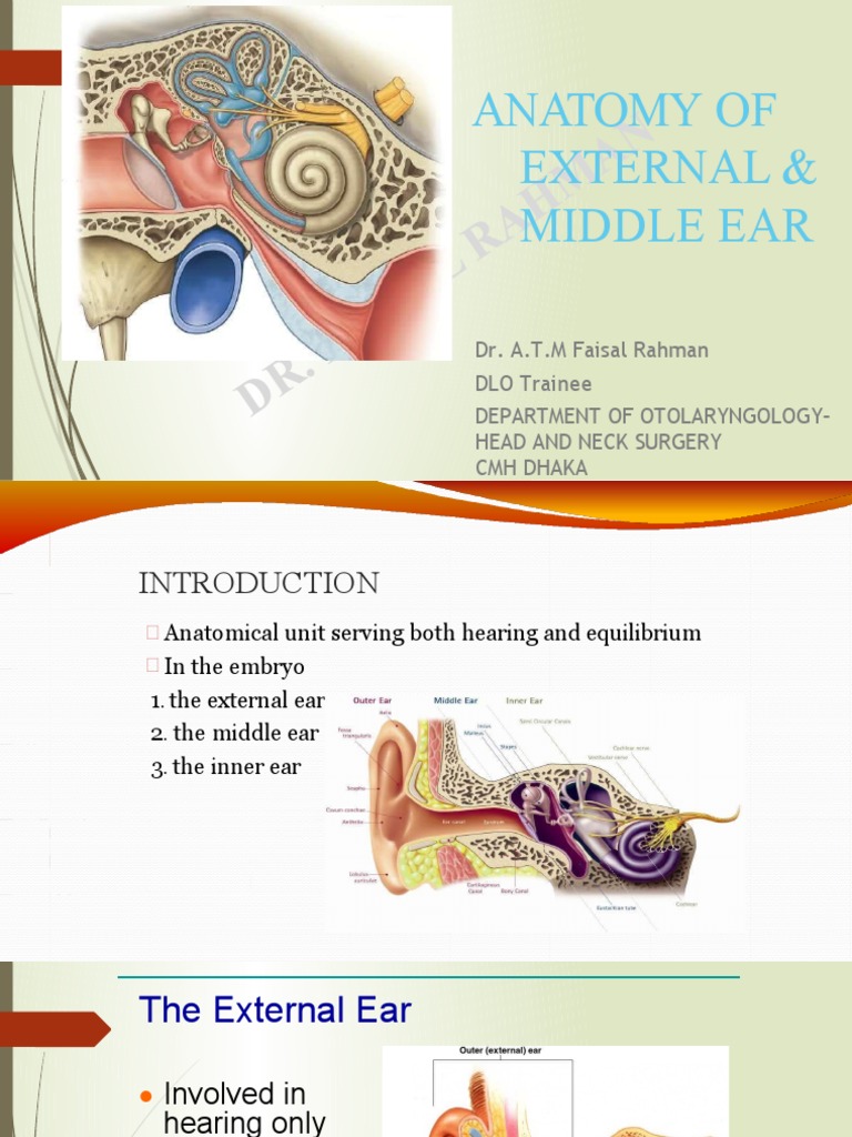 Anatomy of External and Middle Ear by Dr. Faisal Rahman | PDF | Ear ...
