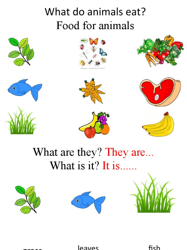 What Do Animals Eat? Food For Animals | Download Free PDF | Organisms ...