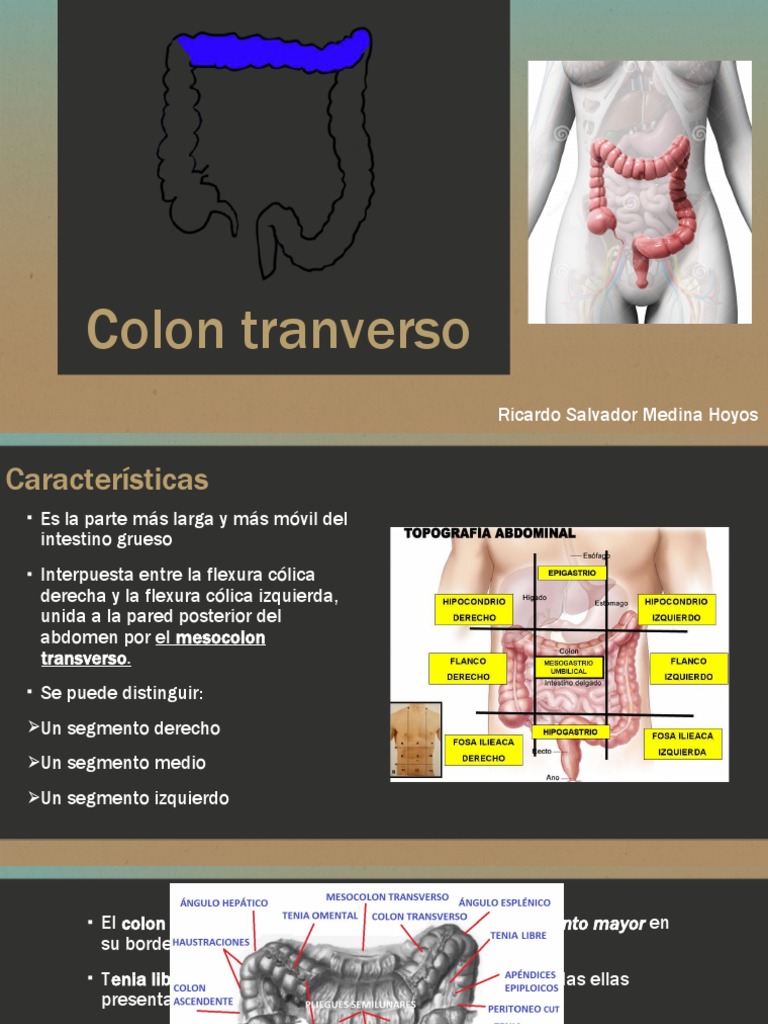 Características del colon transverso | PDF | Intestino grueso | Abdomen