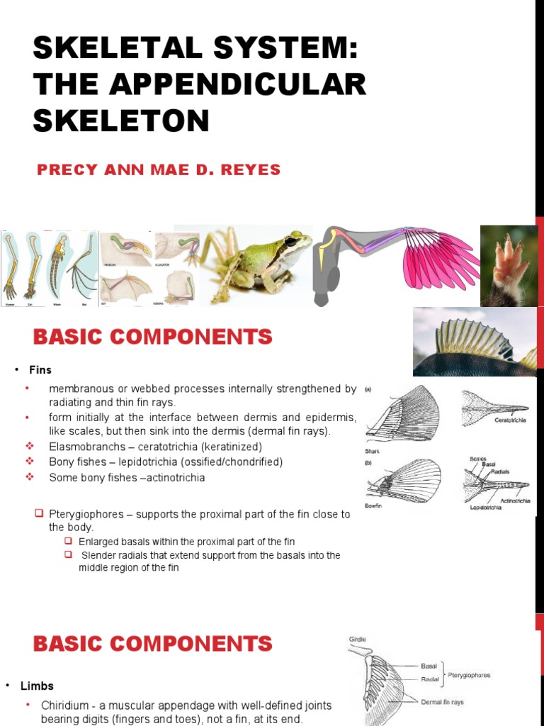 Skeletal System Appendicular Skeleton Pdf Animal Locomotion