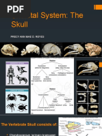 Endoskeleton of Frog (With Diagram) : The Endoskeleton Is Described ...
