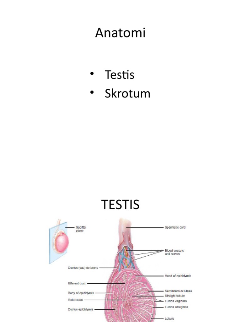 Anatomi Skrotum Dan Testis | PDF