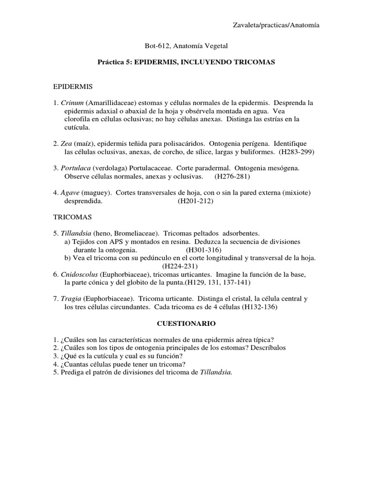 Epidermis y Tricomas en Anatomía Vegetal | PDF | Hogar, jardinería y ...