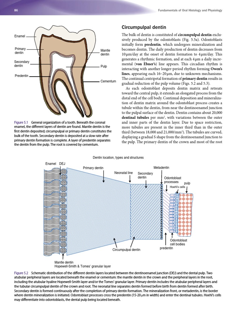 Primary Dentin