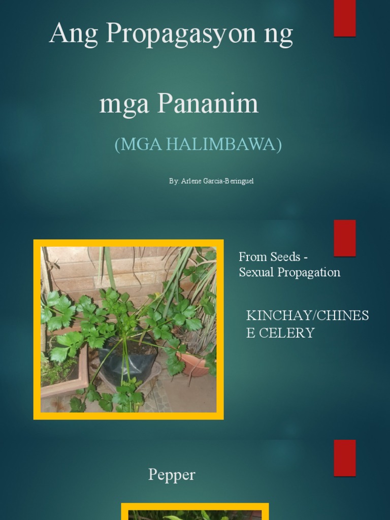 Ang Propagasyon NG Mga Pananim | PDF