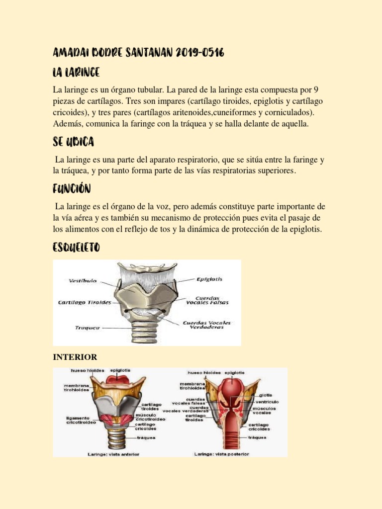 La Laringe y Traquea | PDF | Laringe | Respiración