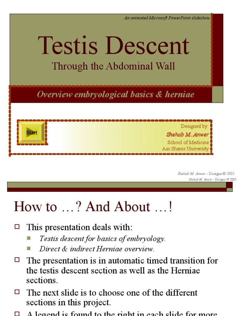 Testis Descent: Through The Abdominal Wall | PDF | Testicle | Anatomy