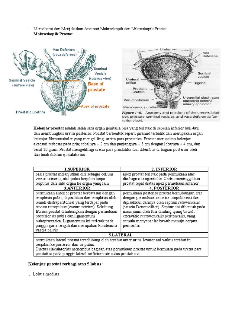 Memahami Dan Menjelaskan Anatomi Makroskopik Dan Mikroskopik Prostat | PDF