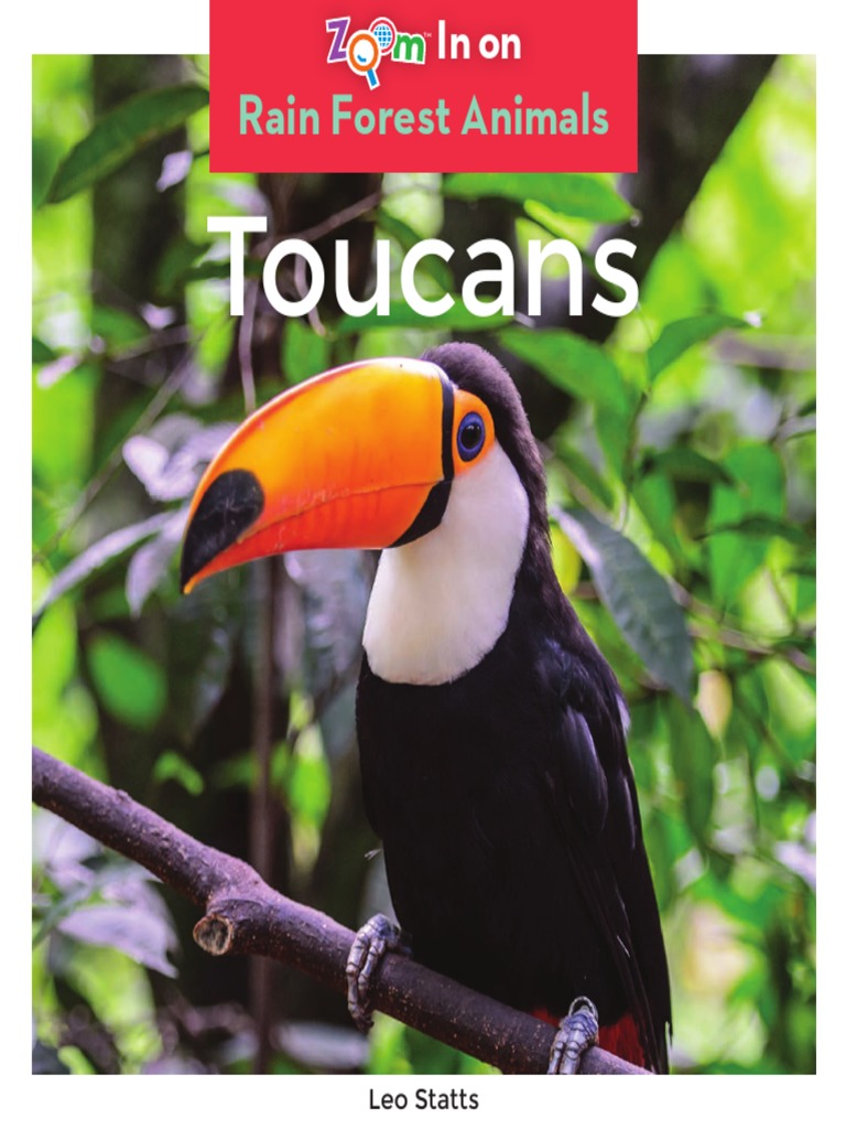 Rain Forest Animals: Toucans | PDF | Birds | Ornithology