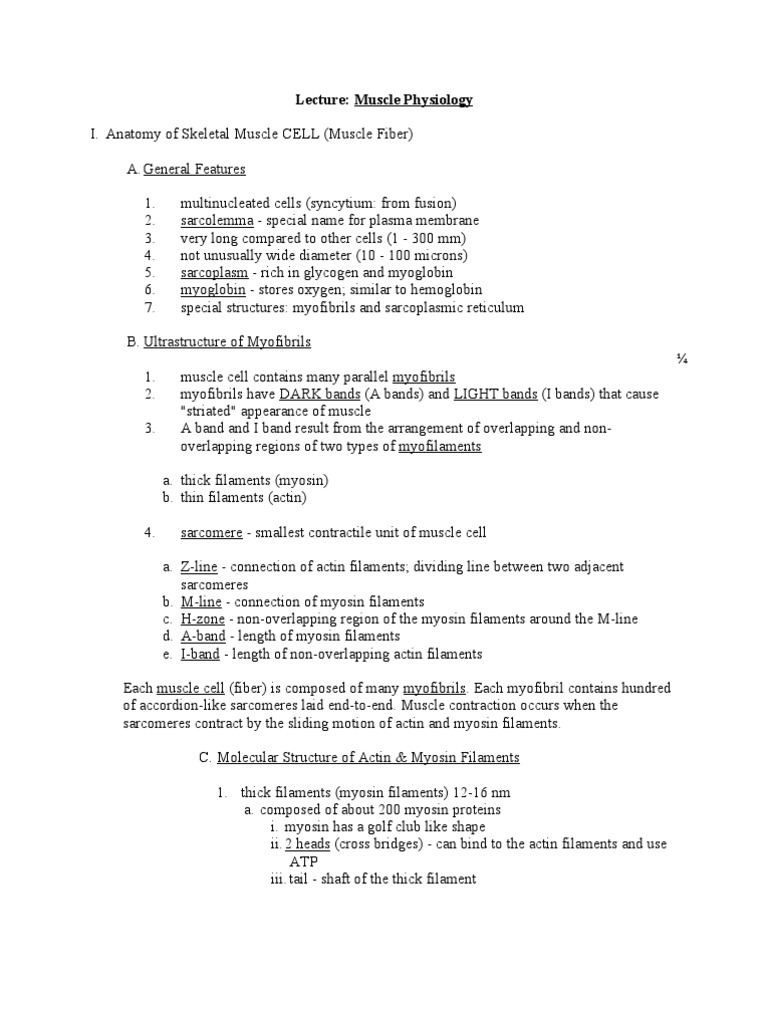 5-Muscle Physiology | PDF