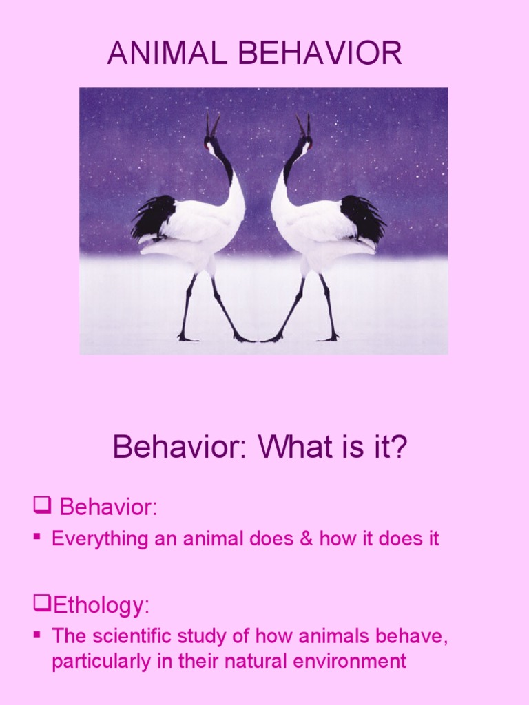 Animal Behavior | PDF | Ethology | Learning