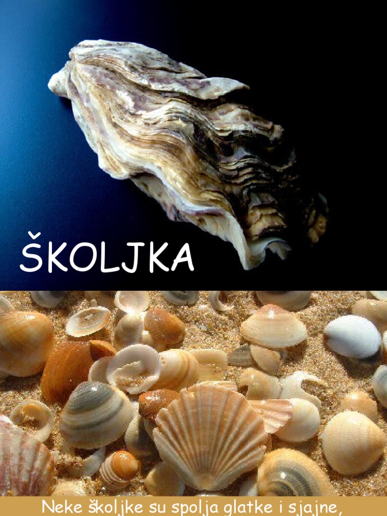Skoljka | PDF