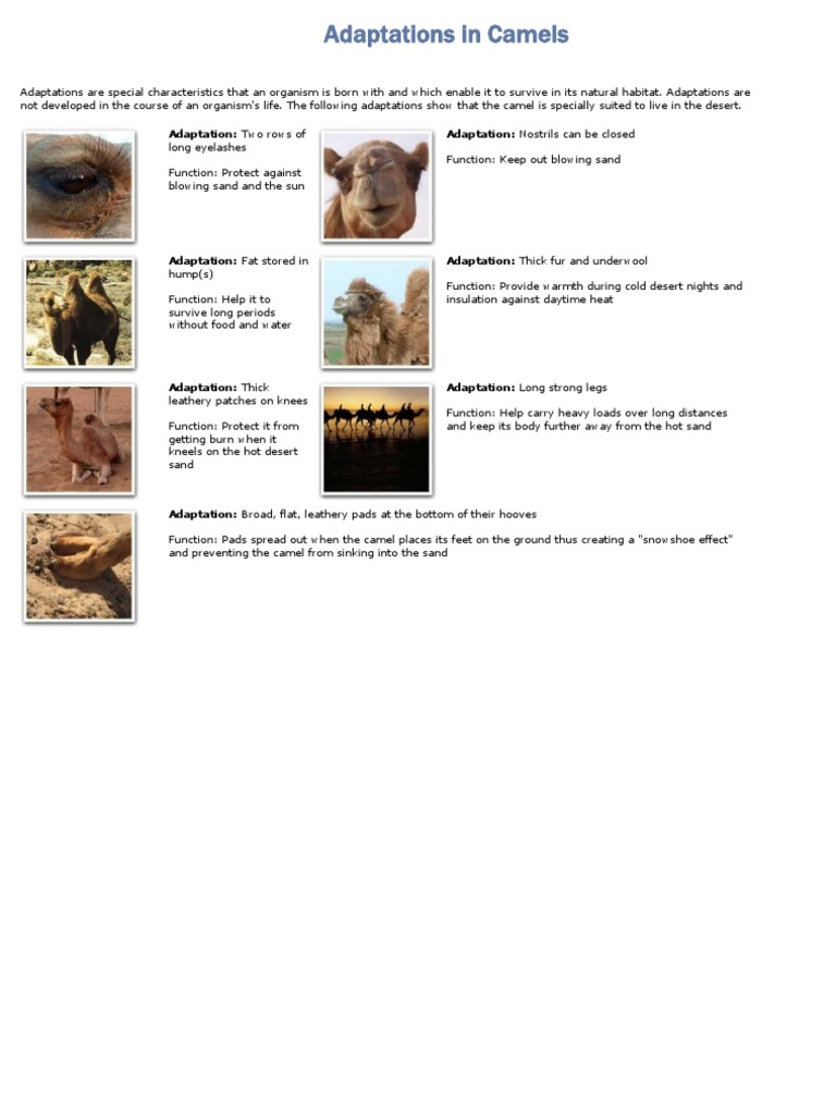 Camel Adaptations