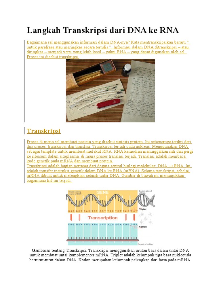 Langkah-langkah Transkripsi DNA ke RNA | PDF