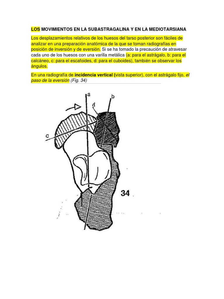 Los Movimientos en La Subastragalina y en La Mediotarsiana | PDF | Pie ...