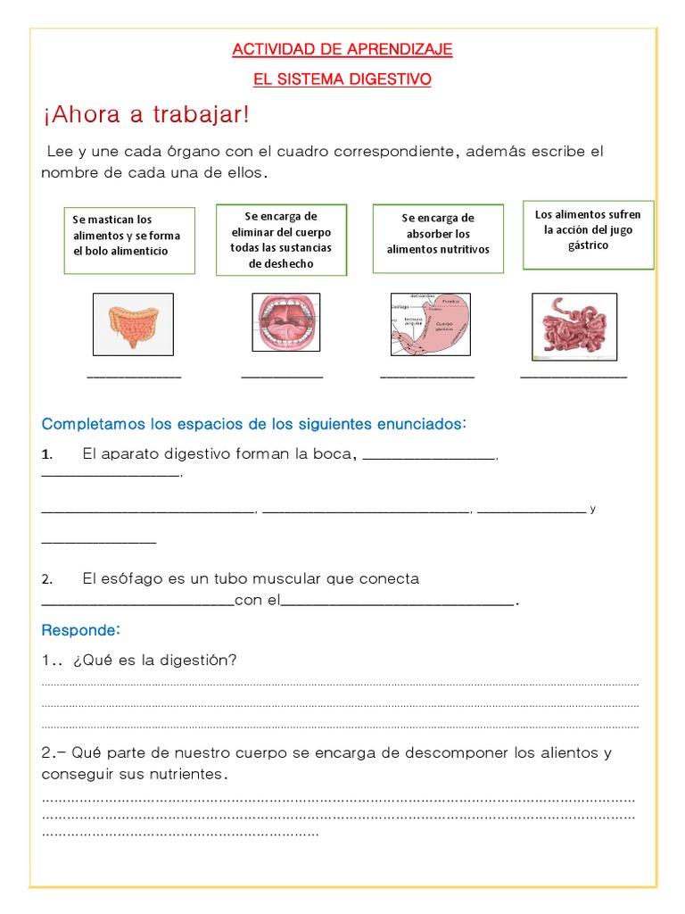 Actividad El Sistema Digestivo | PDF